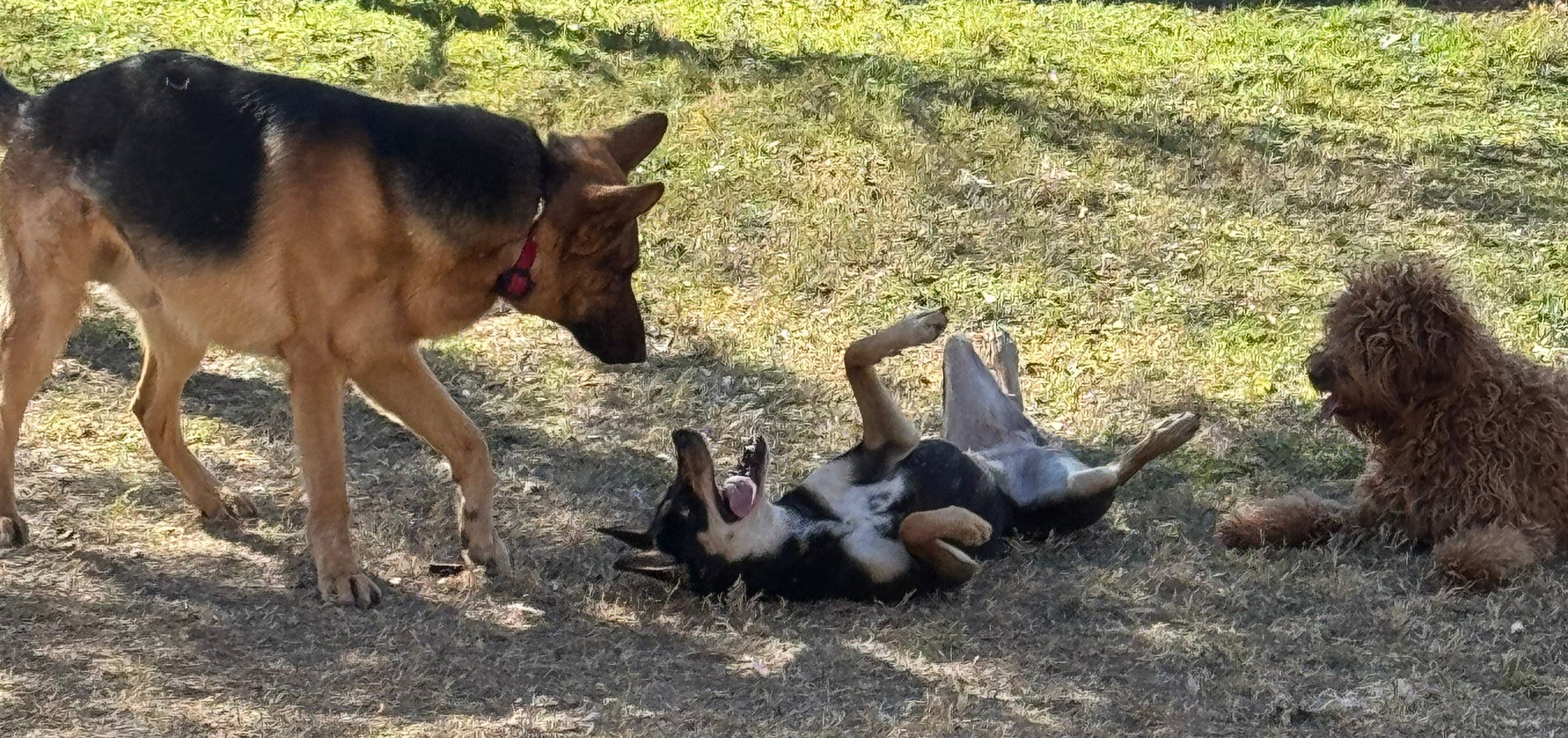 The Curious K9 | Professional Dog Training in Leander Texas – Curious ...